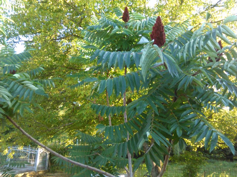 Kiseli ruj,sadnice i sjeme