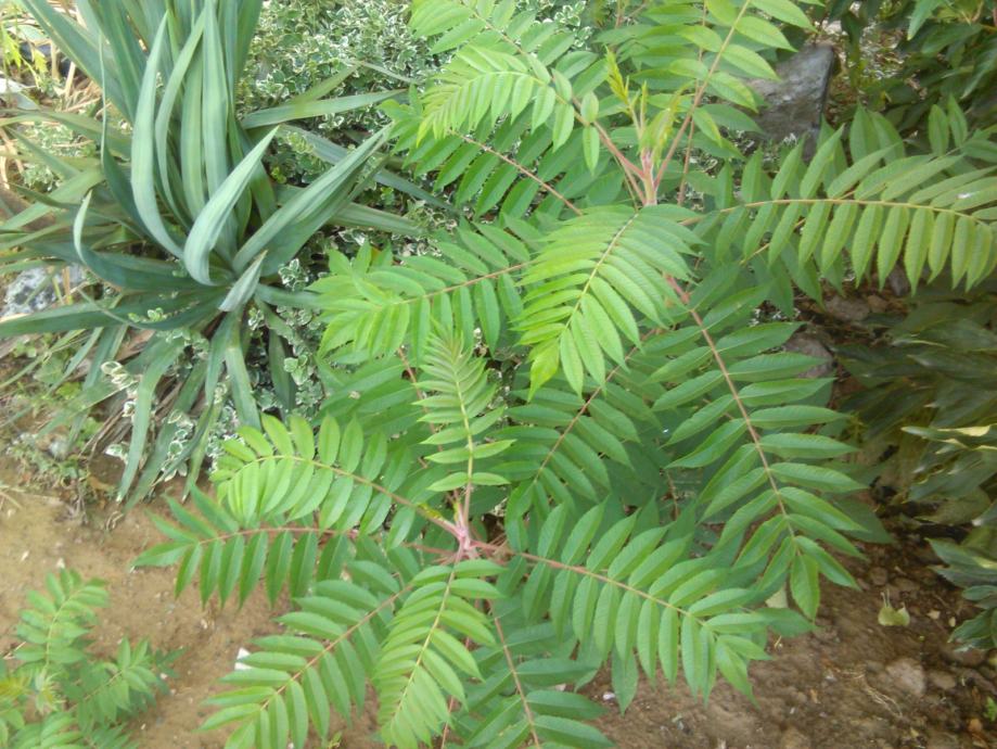 Kiseli ruj,sadnice i sjeme