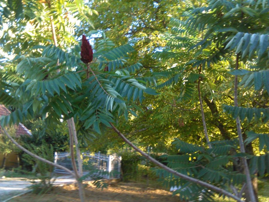 Kiseli ruj,sadnice i sjeme