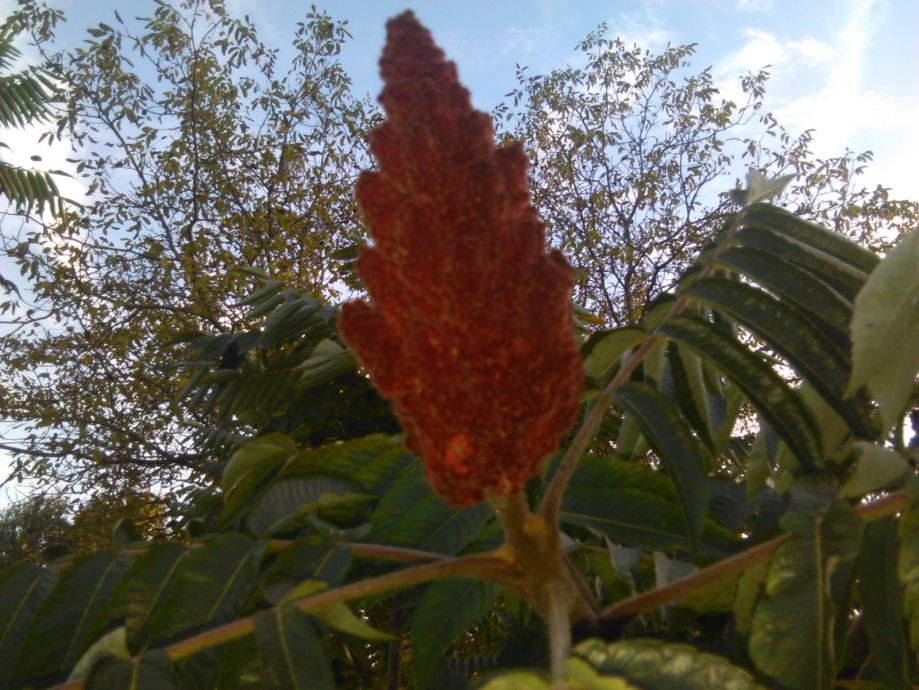 Kiseli ruj,sadnice i sjeme