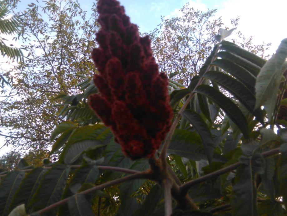 Kiseli ruj,sadnice i sjeme