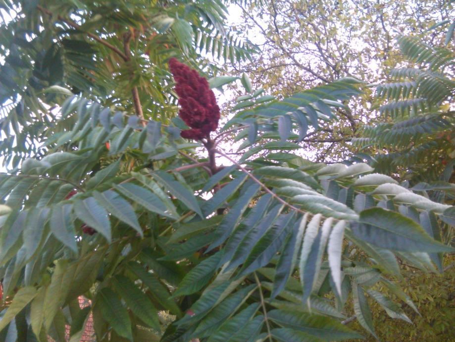 Kiseli ruj,sadnice i sjeme