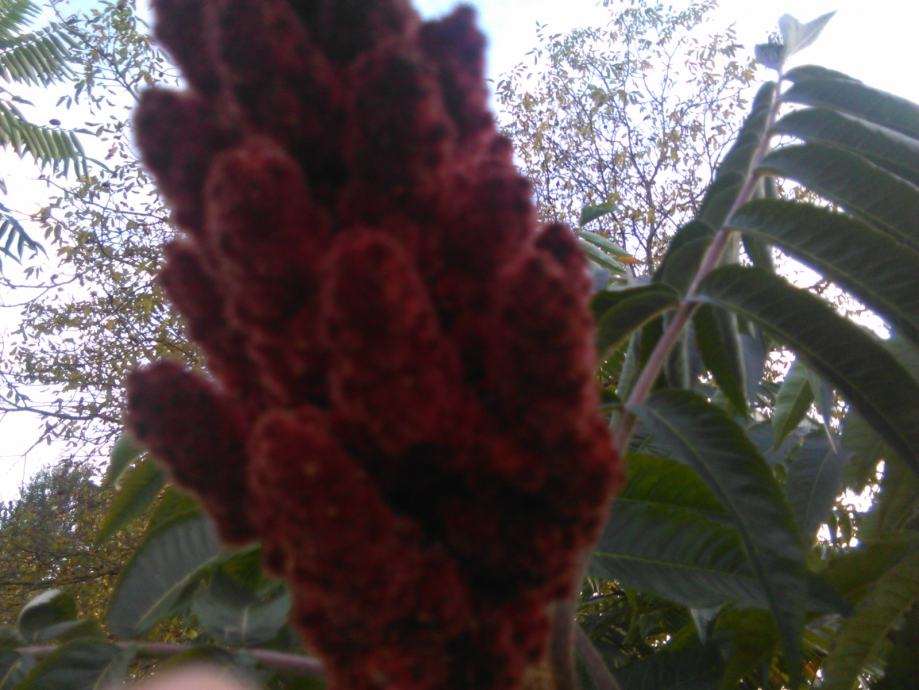 Kiseli ruj,sadnice i sjeme