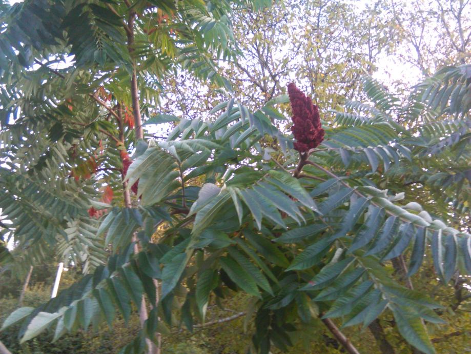 Kiseli ruj,sadnice i sjeme