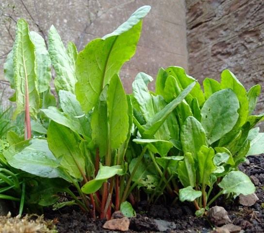 Kiselica / Rumex Acetosa / Ljekovita trajnica / Sjeme