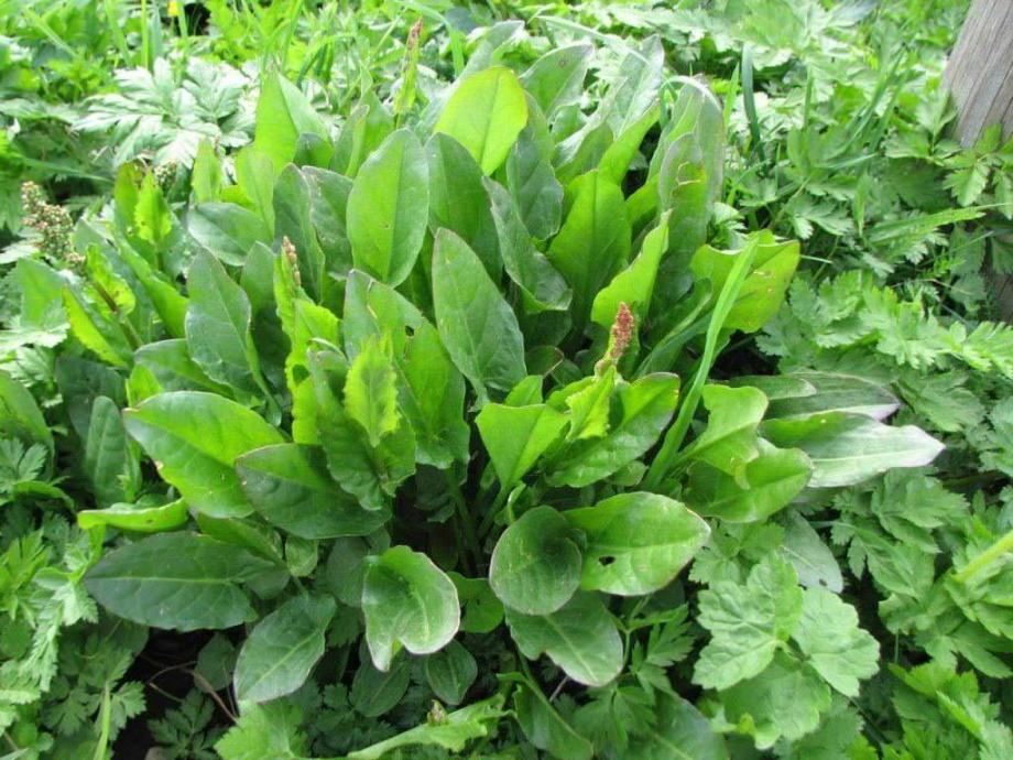 Kiselica / Rumex Acetosa / Ljekovita trajnica / Sjeme