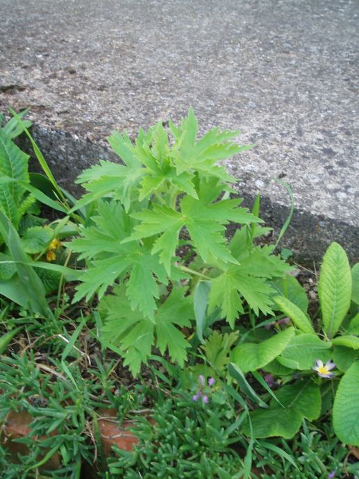 Kokotić, kokotac (lat. Delphinium) - tamno plavi i svijetlo plavi