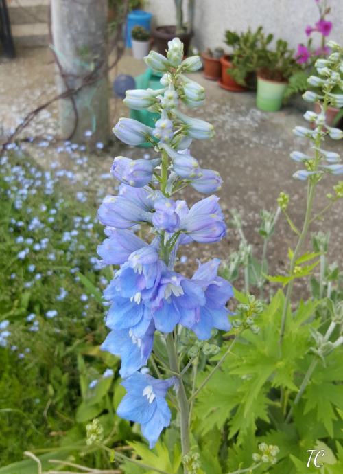 Kokotić, kokotac (lat. Delphinium) - tamno plavi i svijetlo plavi