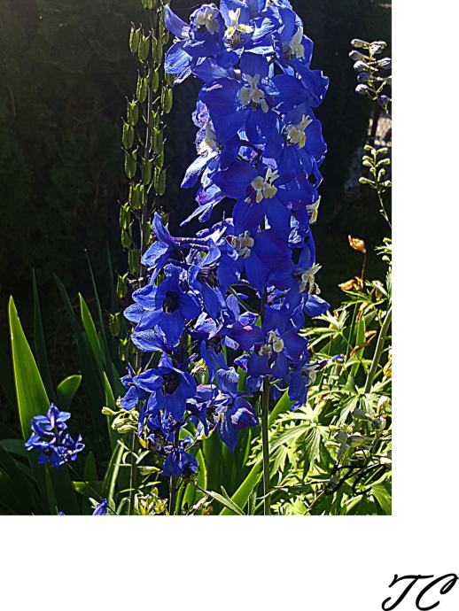 Kokotić, kokotac (lat. Delphinium) - tamno plavi i svijetlo plavi