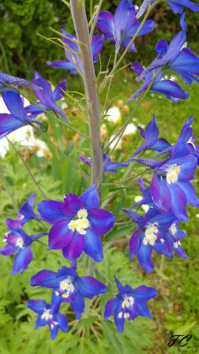 Kokotić, kokotac (lat. Delphinium) - tamno plavi i svijetlo plavi
