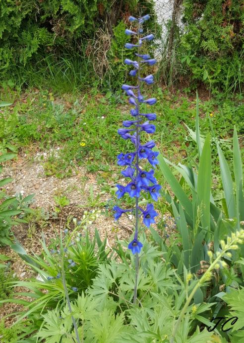 Kokotić, kokotac (lat. Delphinium) - tamno plavi i svijetlo plavi