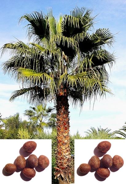 KONČASTA PALMA - sjeme