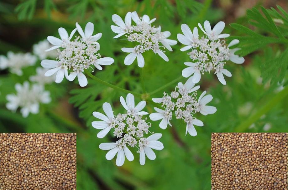 Korijander - Začinska biljka - sjeme