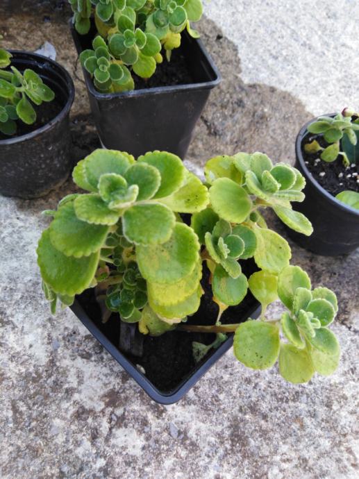 KUBANSKI ORIGANO, Origano Cubano