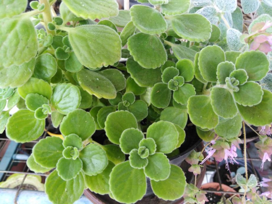 KUBANSKI ORIGANO, Origano Cubano