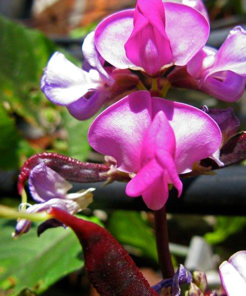 Lablab purpureus 10 sjemenki