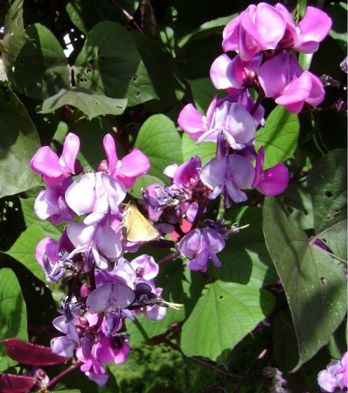 Lablab purpureus 10 sjemenki