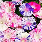 Ladolež ukrasni prugast slak 30 sjemenki..