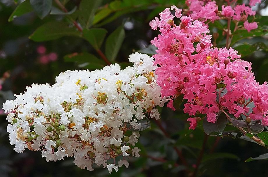 Lagerstroemia / Indijski jorgovan / SADNICE