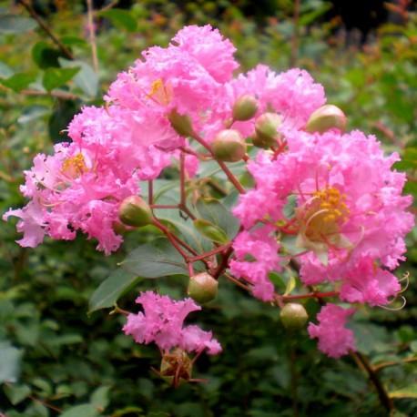 Lagerstroemia / Indijski jorgovan / SADNICE