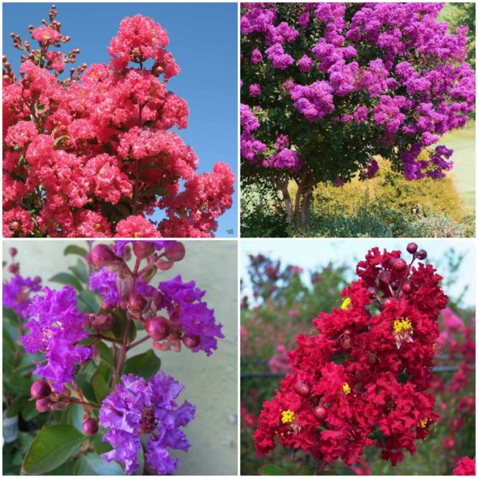 Lagerstroemia / Indijski jorgovan / SADNICE