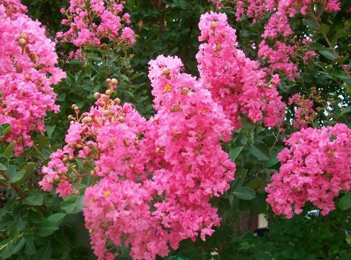 Kineski jorgovan / Lagerstroemia pink / Sjeme