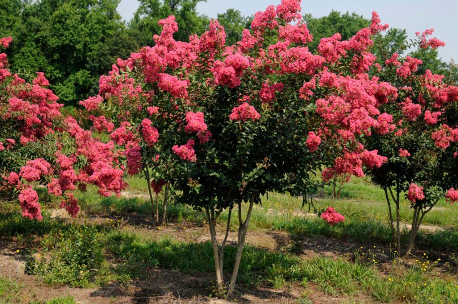 Kineski jorgovan / Lagerstroemia pink / Sjeme