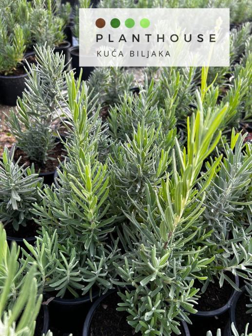 Lavanda Angustifolia ( Prava ) / SADNICE