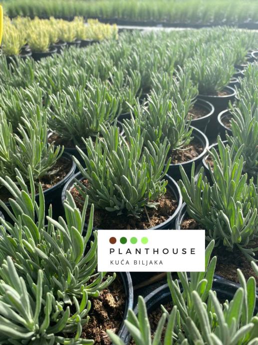 Lavanda Angustifolia / Sweet Romance / SADNICE