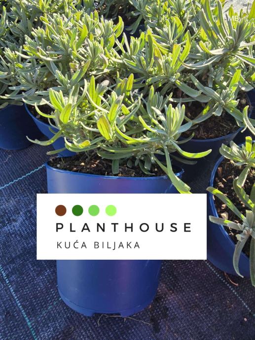 Lavanda Angustifolia / Sweet Romance / SADNICE