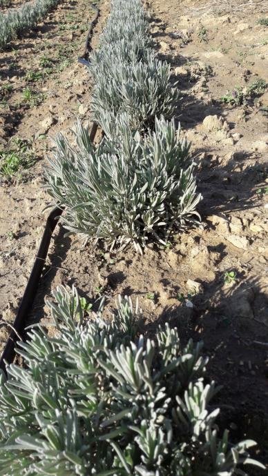 LAVANDA SADNICE BUDROVKE , NAJKVALITETNIJE DOMAĆE SADNICE , AKCIJA