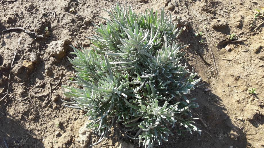 LAVANDA SADNICE BUDROVKE , NAJKVALITETNIJE DOMAĆE SADNICE , AKCIJA