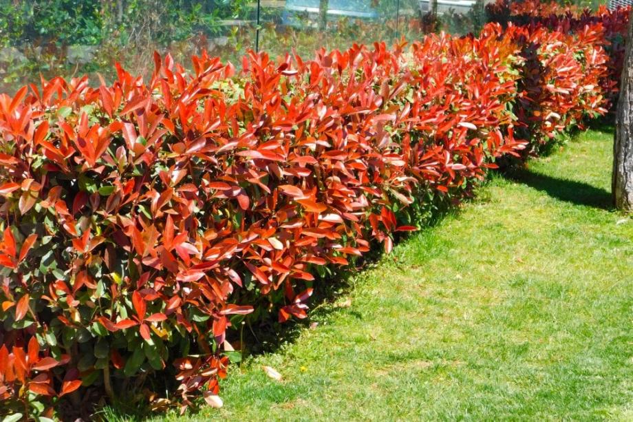 FOTINIJA-PHOTINIA RED ROBIN, FOTINIA, NAJKVALITETNIJE DOMAĆE SADNICE