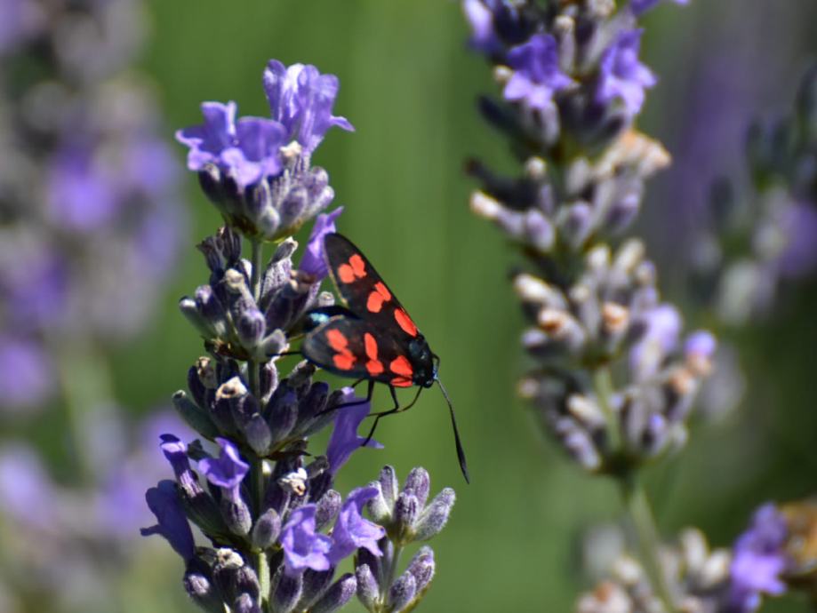 LAVANDA SADNICE BUDROVKE - VRHUNSKE KVALITETE !!! DOSTAVA