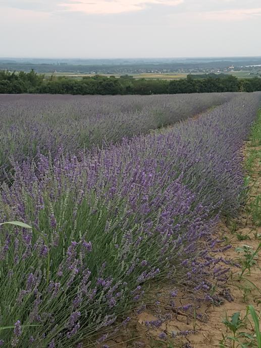 Lavanda sadnice