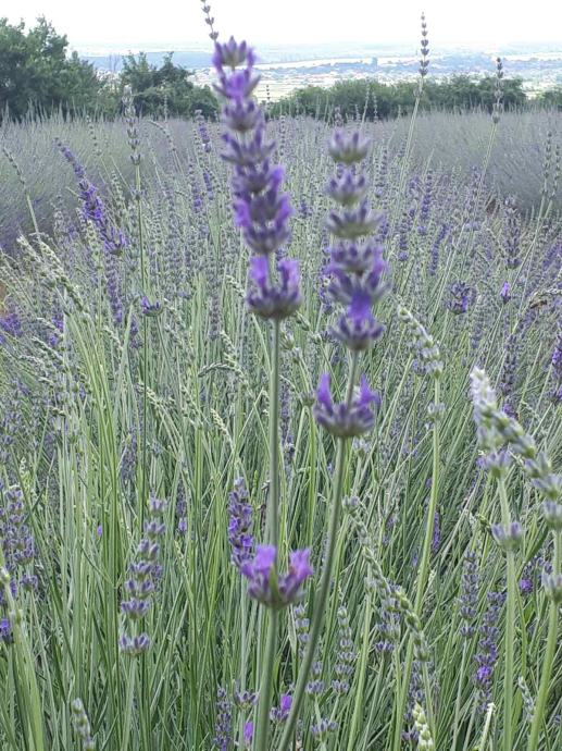 Lavanda sadnice