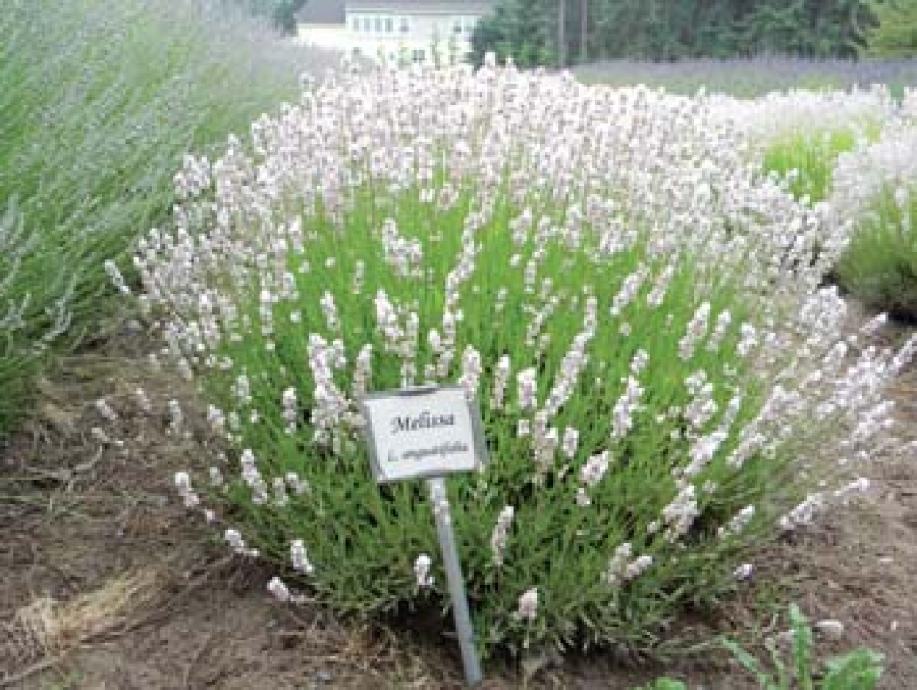 lavanda sadnice