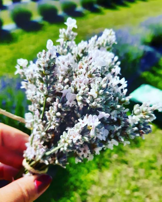 lavanda sadnice