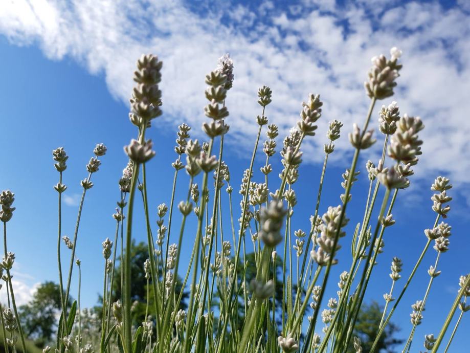 lavanda sadnice