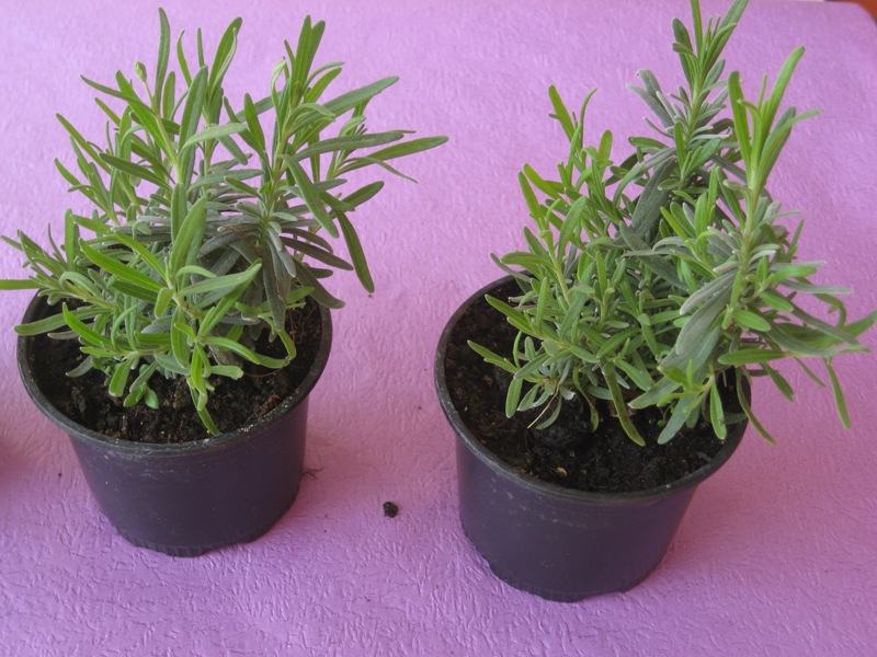 lavanda sadnice za vrt