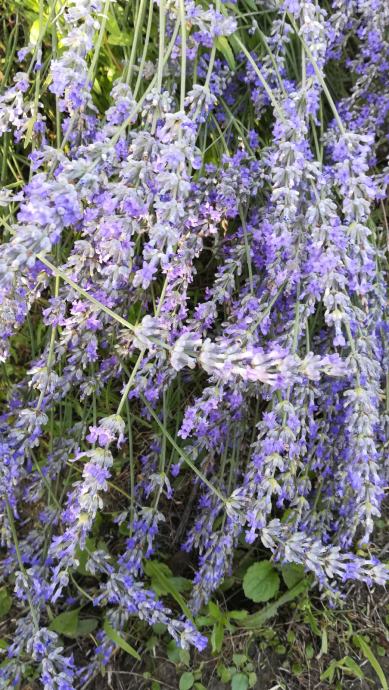 Lavanda suhi cvijet vrlo dobro očišćen, kvalitetan 50kn/kg