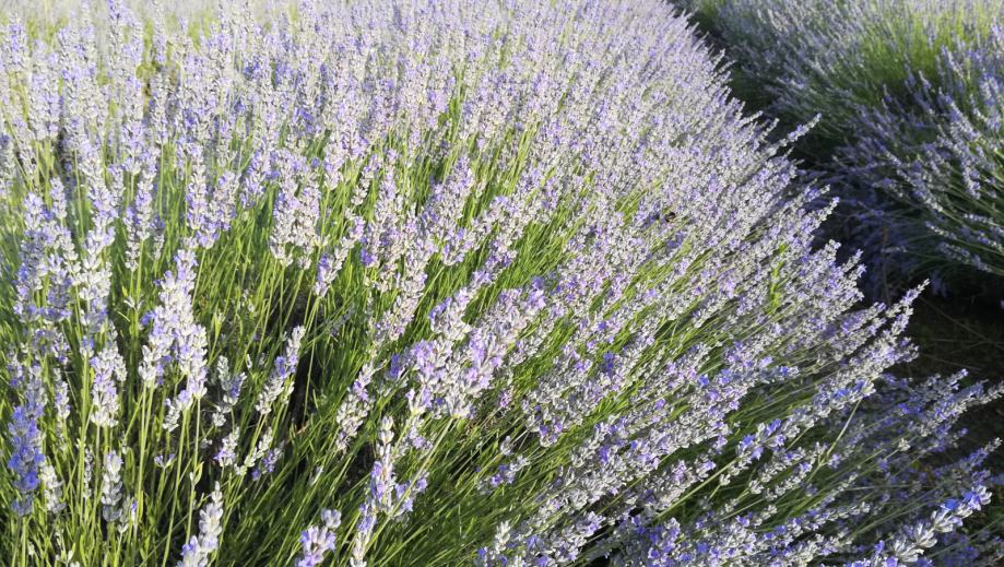 Lavanda suhi cvijet vrlo dobro očišćen, kvalitetan 50kn/kg