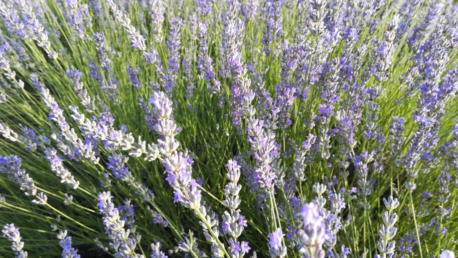 Lavanda suhi cvijet vrlo dobro očišćen, kvalitetan 50kn/kg