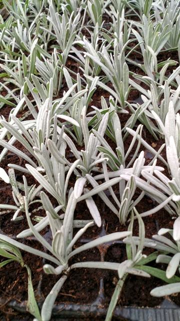 Sadnice lavande , Lavandula Vera ,Lavandula latifolia
