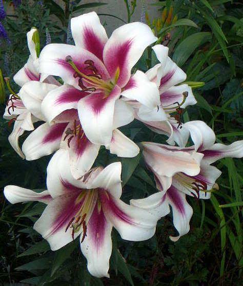 Ljiljan divovski Altari / Lukovice