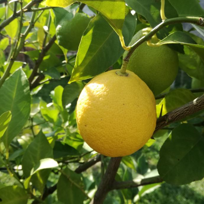 LIMUN mjesečar 10+ godina