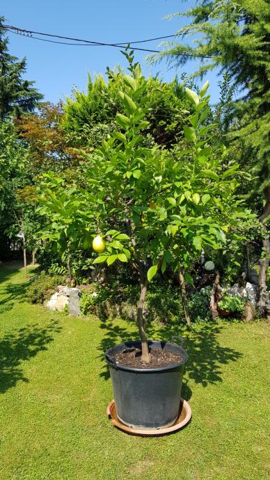 Limun stablo
