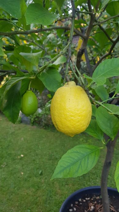 Limun stablo