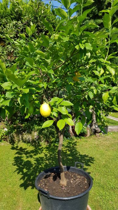 Limun stablo