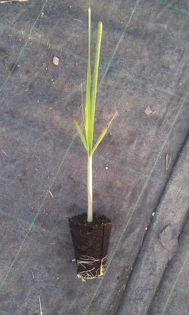 LIMUNTRAVA , LIMUN TRAVA, LEMONGRASS , Cymbopogon citratus - sadnice